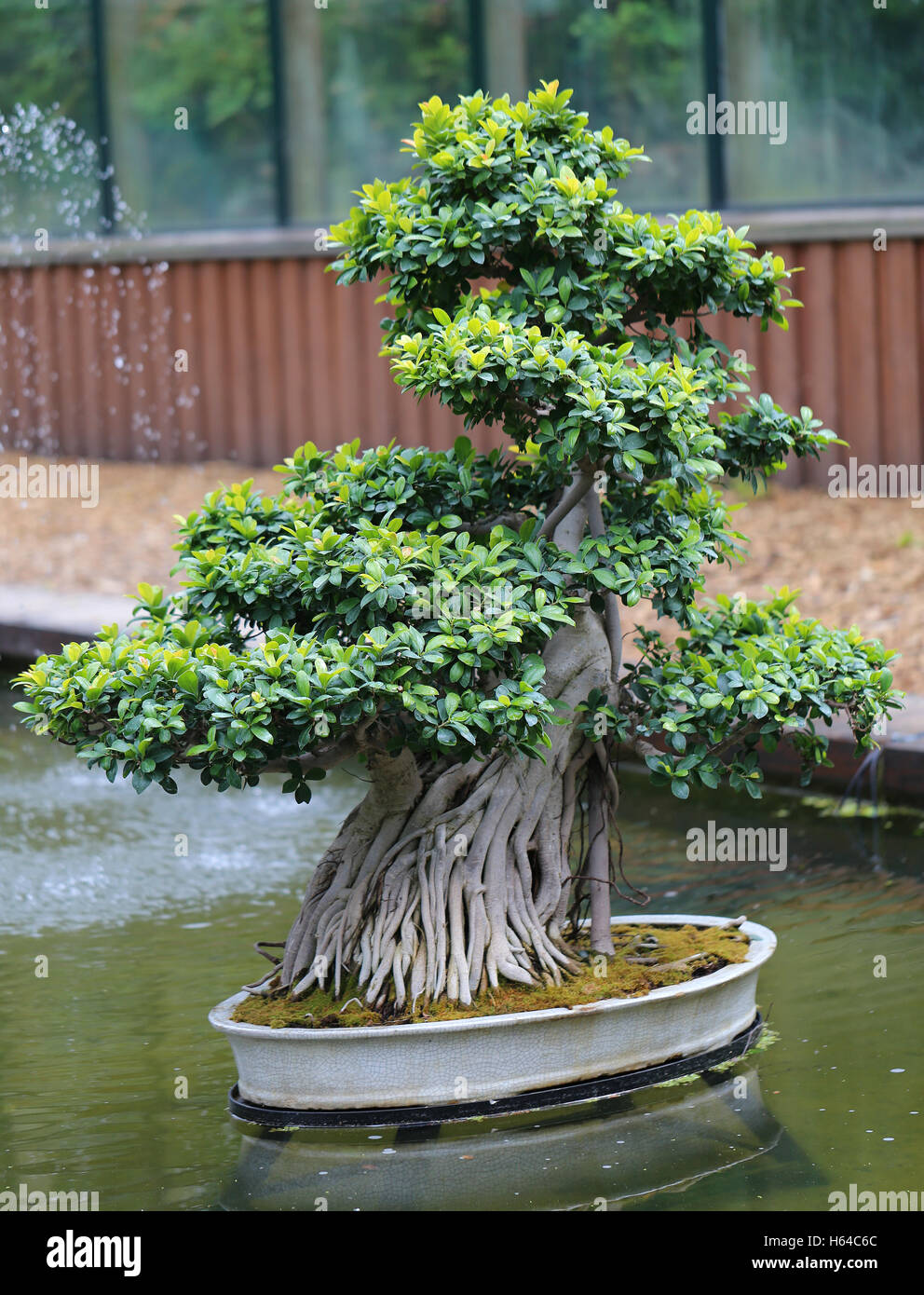 Beautiful bonsai tree Stock Photo - Alamy