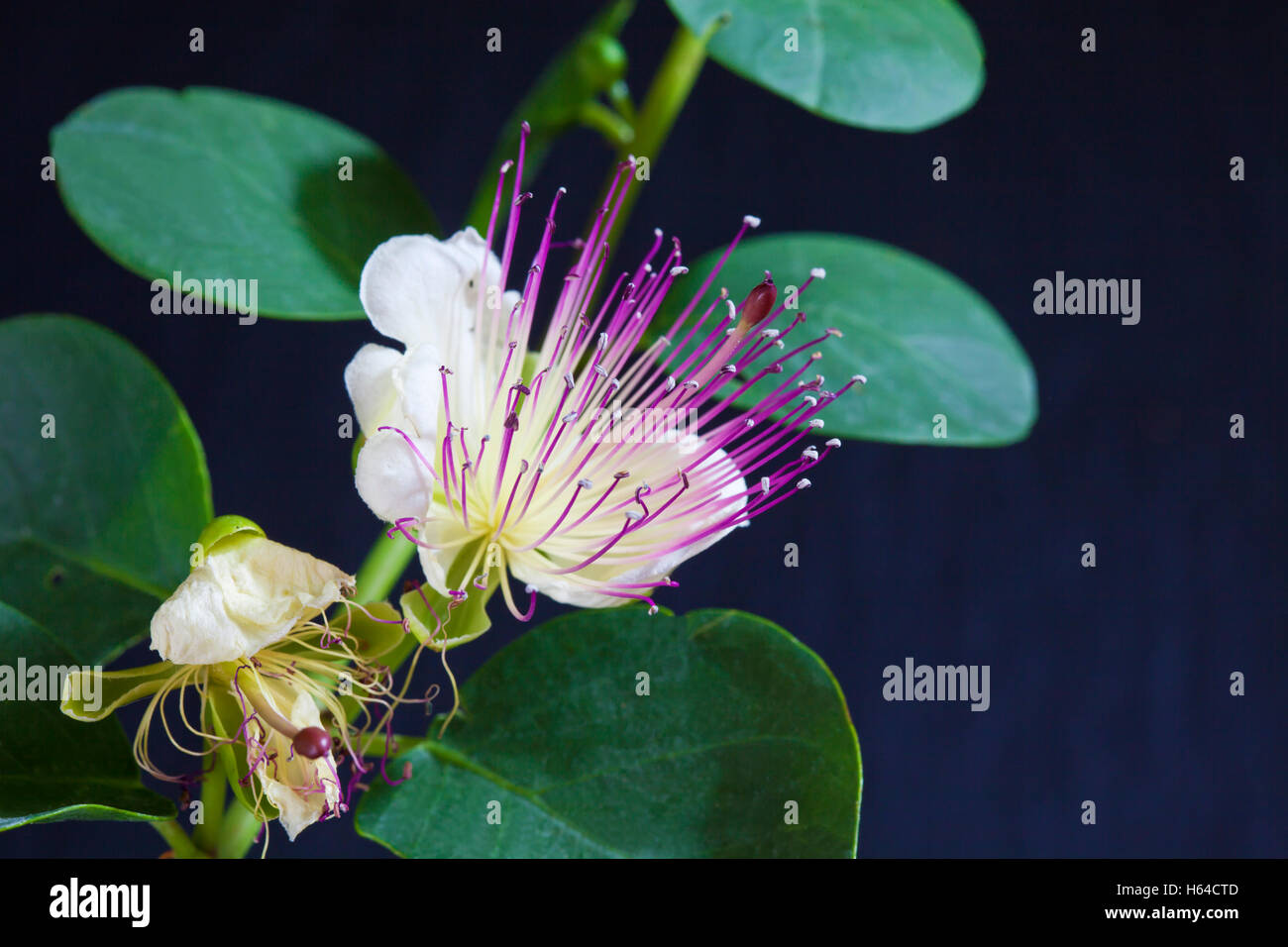 Caper bush flower capparis hi-res stock photography and images - Alamy