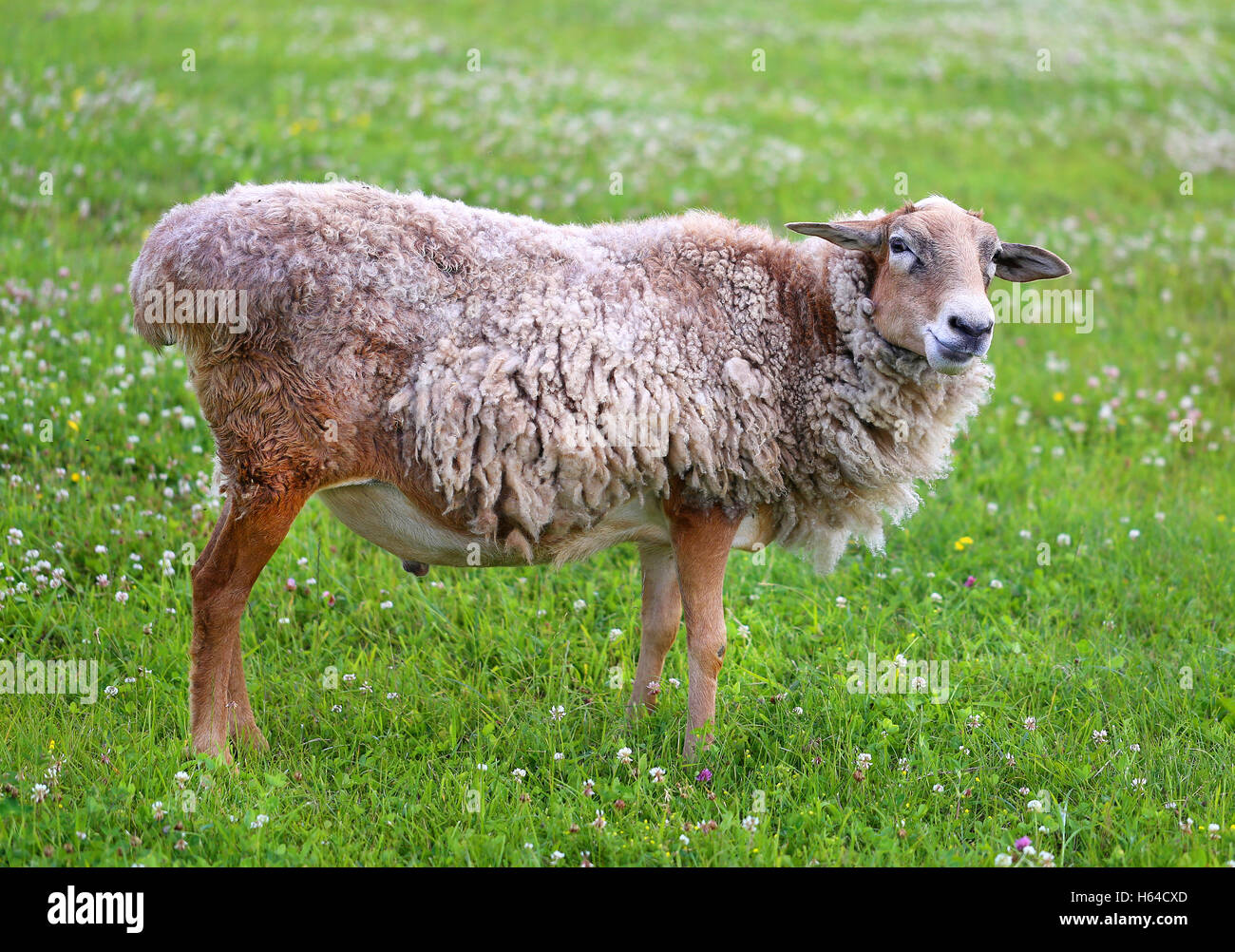 Nice picture of sheep Stock Photo - Alamy
