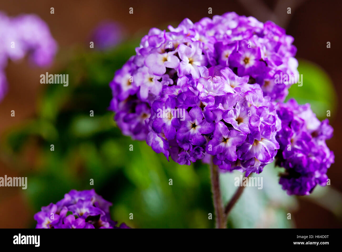 Heliotrope hi-res stock photography and images - Alamy