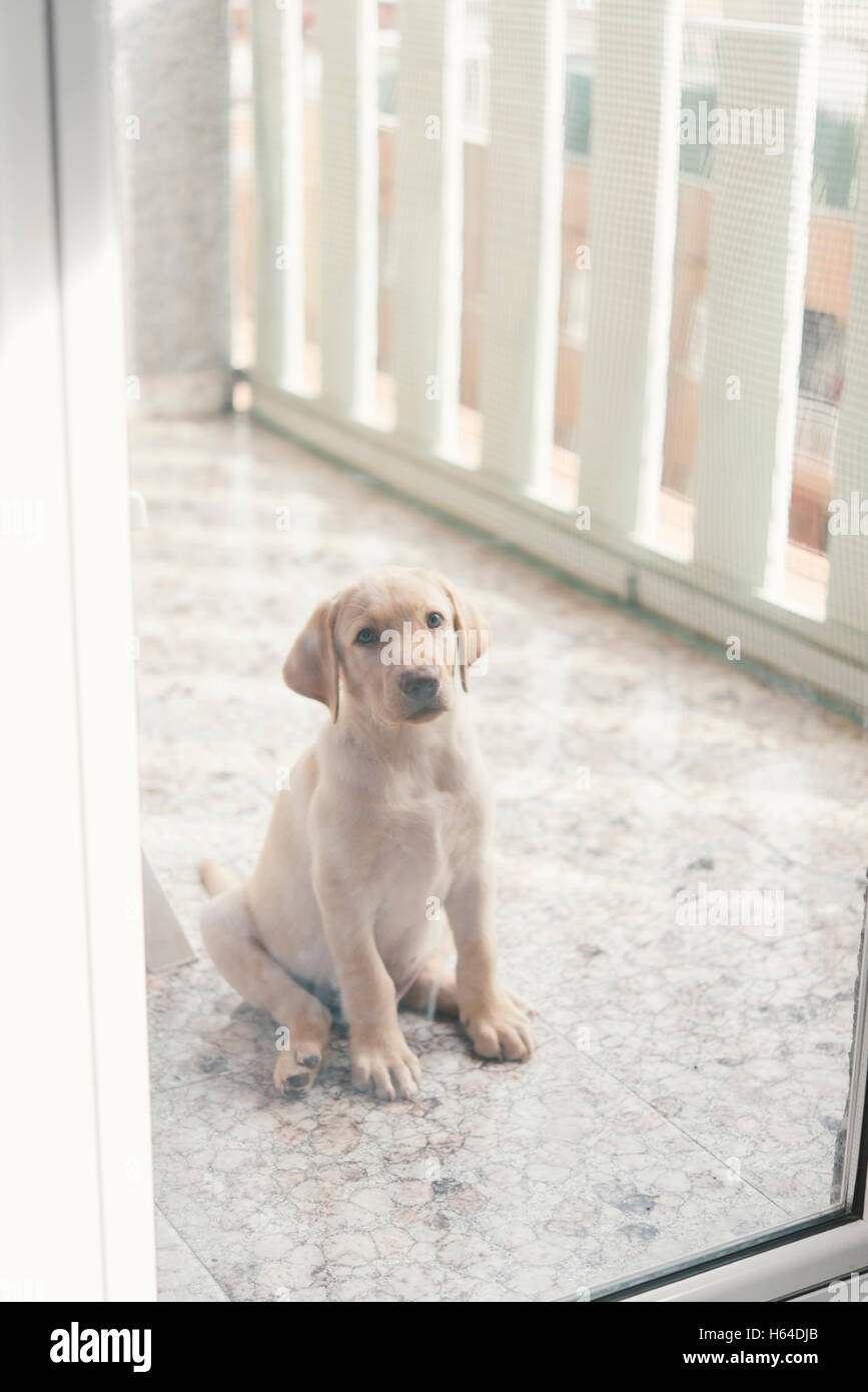 Labrador Retriever puppy sitting behind glass door on balcony Stock ...