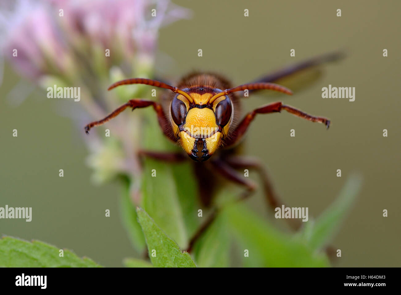 Portrait of European hornet Stock Photo - Alamy