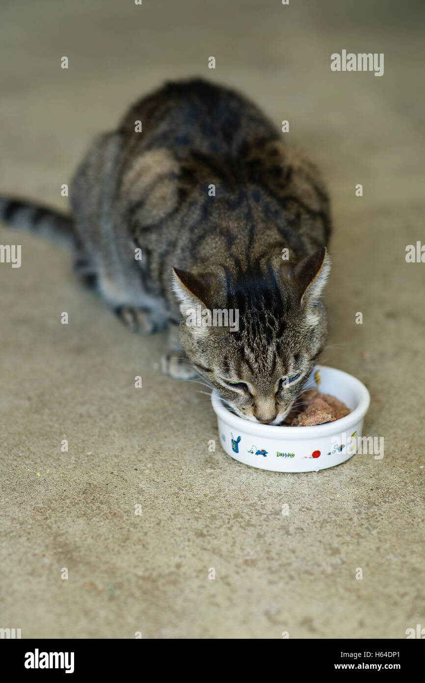 Cat eating at home Stock Photo - Alamy