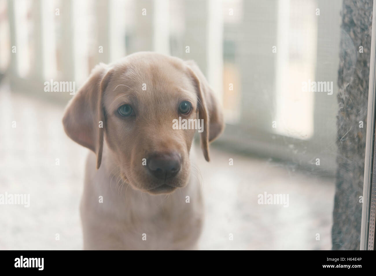 Labrador Retriever puppy behind glass pane on balcony Stock Photo - Alamy