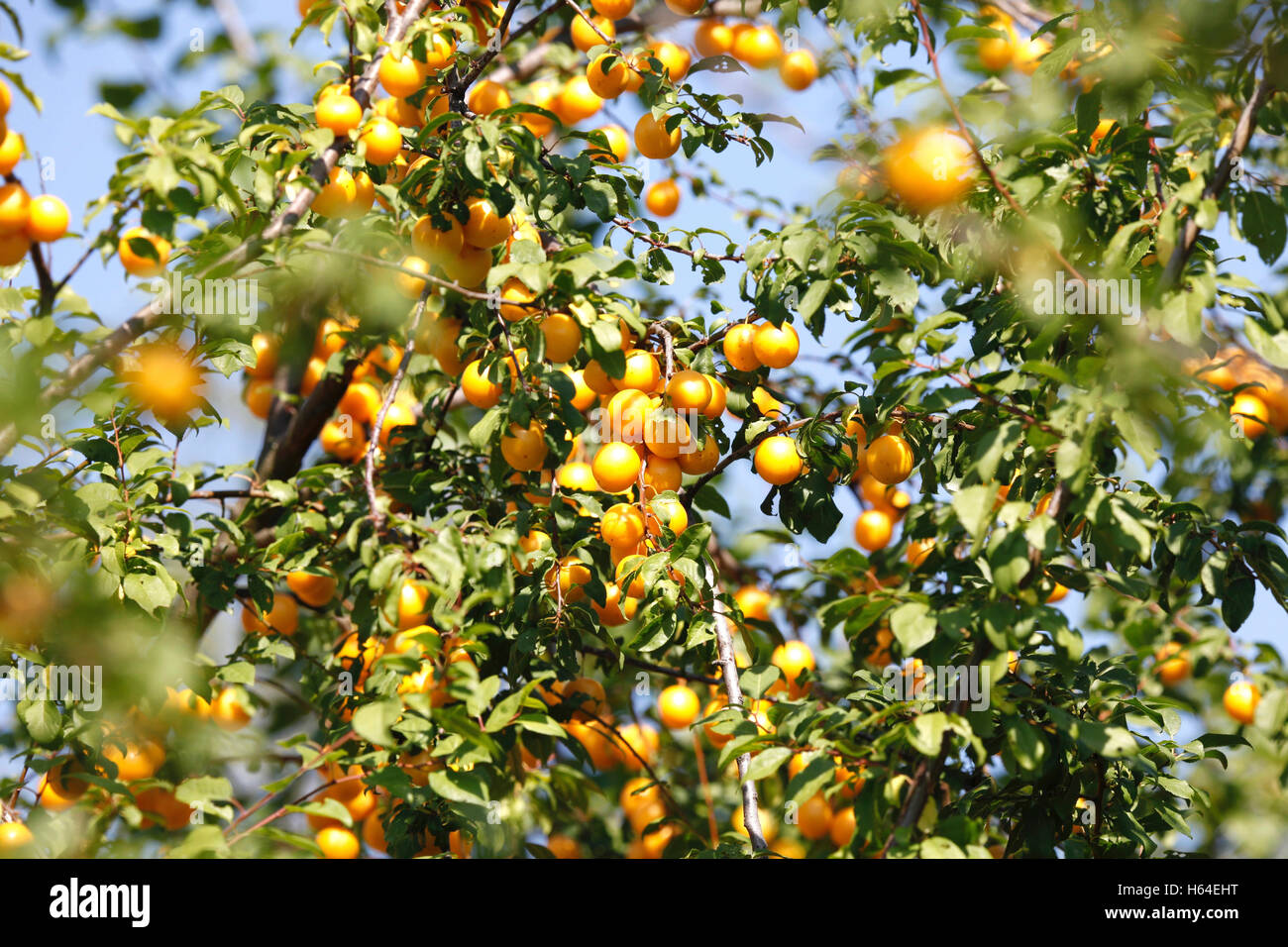 Mirabelle tree hi-res stock photography and images - Alamy