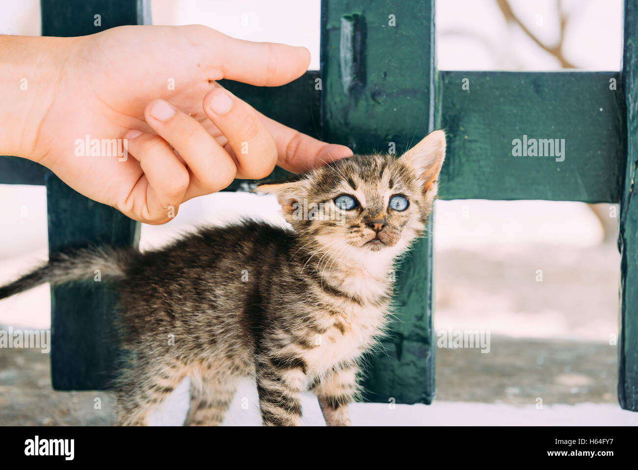 Hand man stroking tabby cat hi-res stock photography and images - Alamy