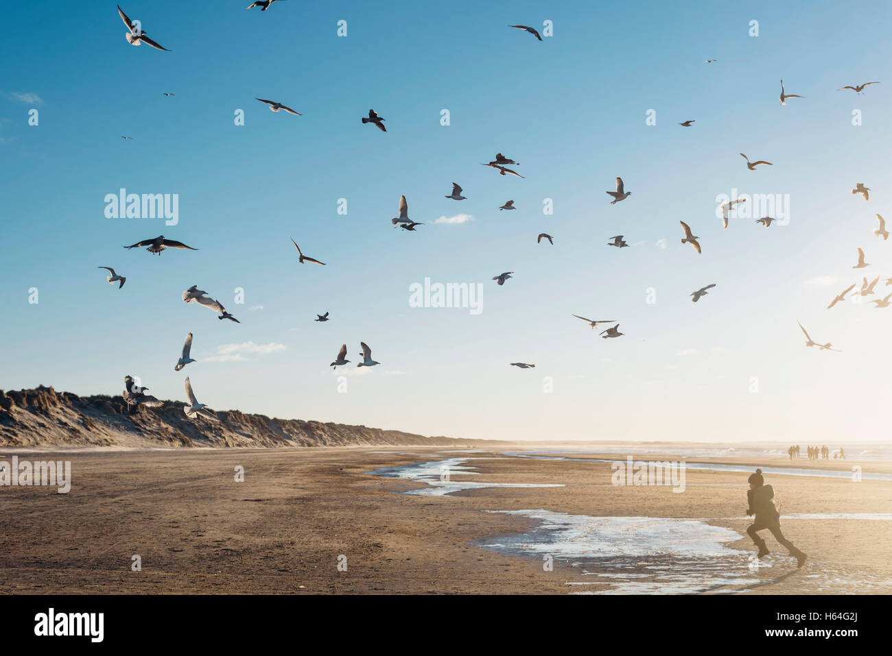 Boy chasing bird hi-res stock photography and images - Alamy