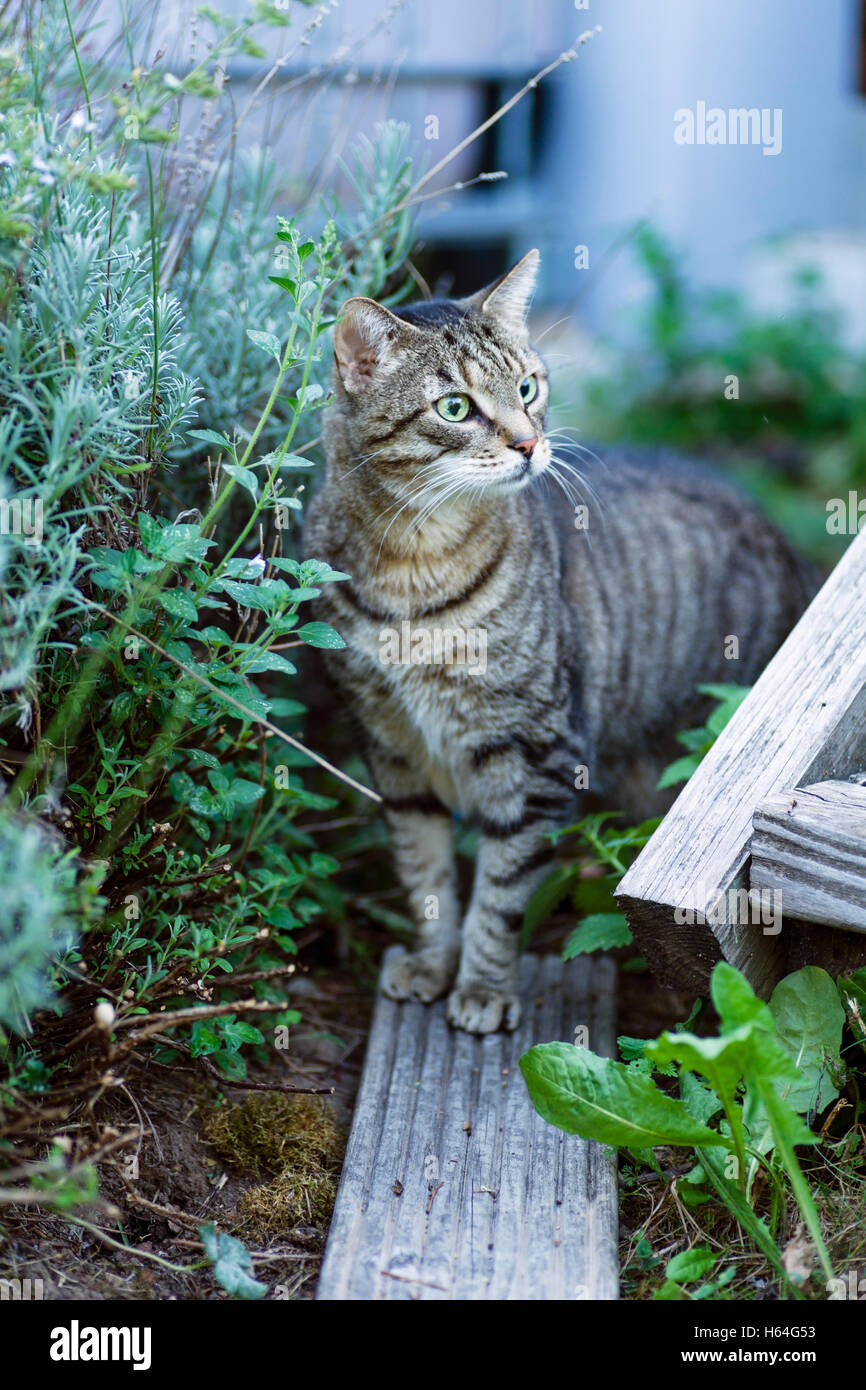 Alert male cat outdoors Stock Photo - Alamy