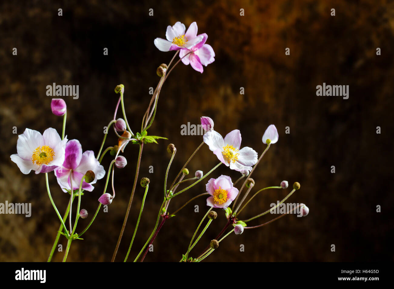 Chinese anemones, Anemone hupehensis Stock Photo - Alamy