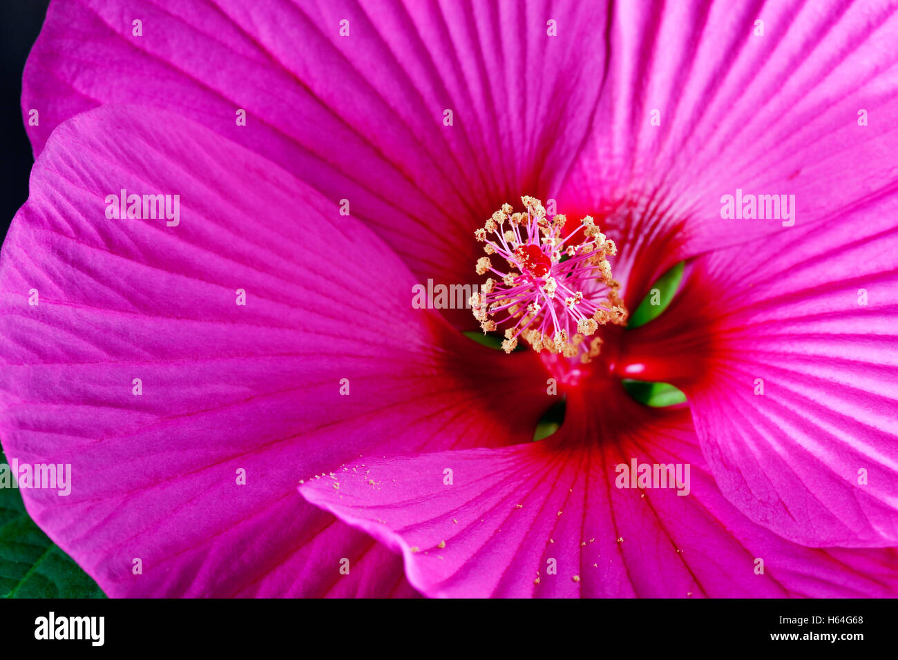 Close up hibiscus flower hi-res stock photography and images - Alamy