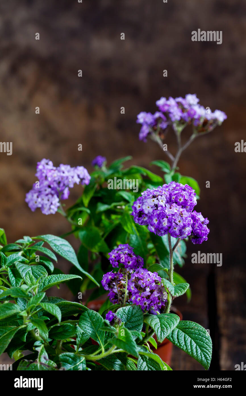 Purple flowering heliotrope plant hi-res stock photography and images ...