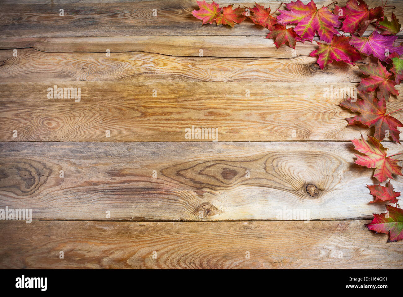 Thanksgiving greeting with fall vivid maple leaves on rustic wooden ...