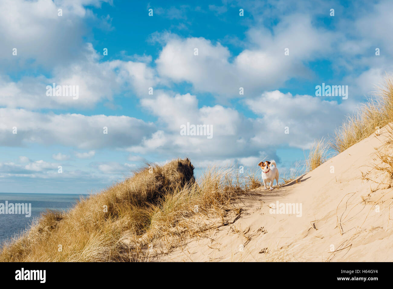 Denmark, North Jutland, dog in sand dune Stock Photo - Alamy