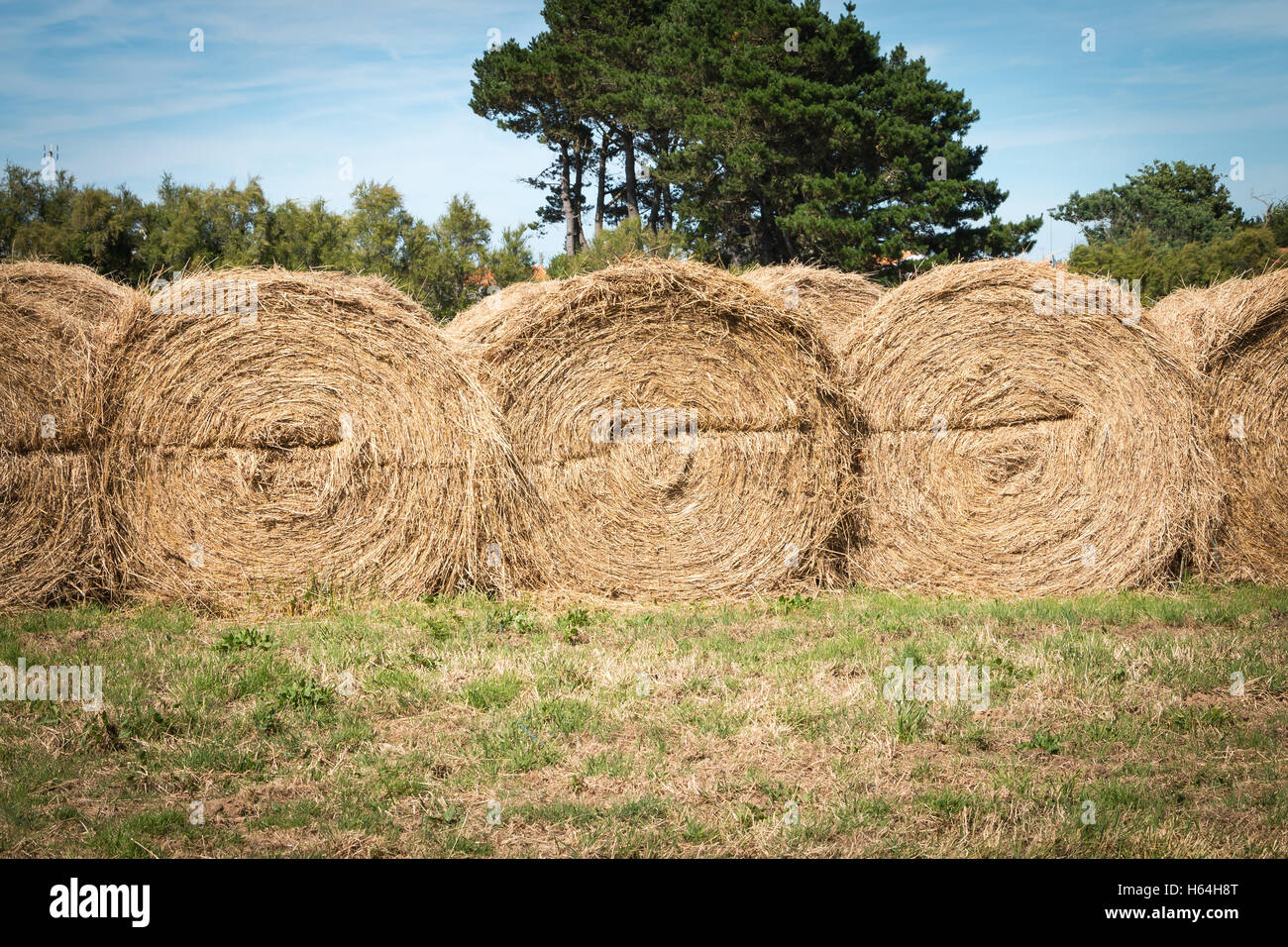 haystack aligned in a field after the grass was cut Stock Photo - Alamy