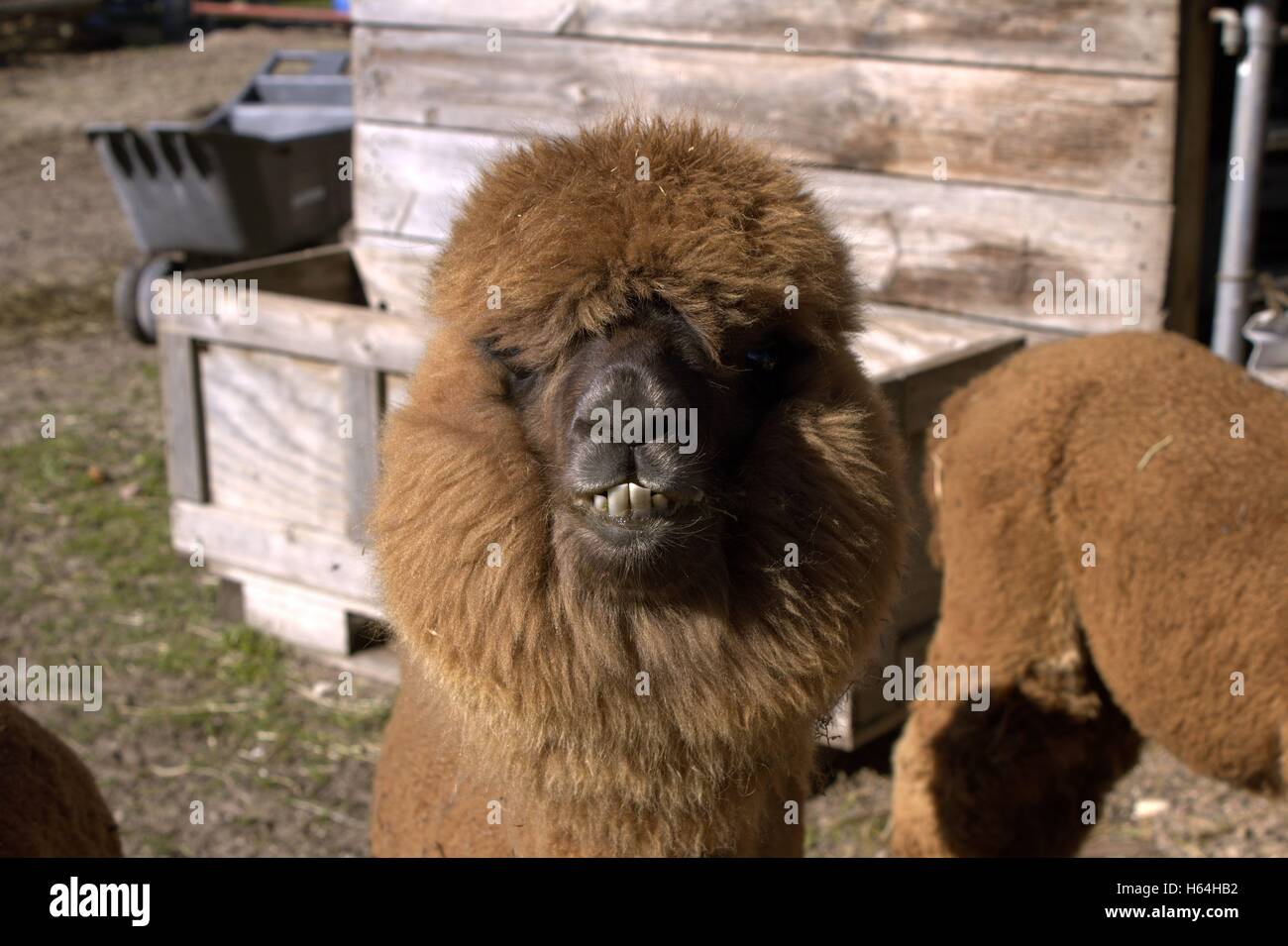 Big teeth hi-res stock photography and images - Alamy