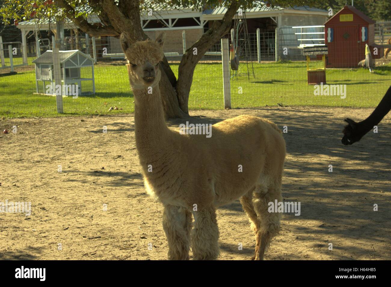 A Smiling Alpaca Standing In Her Pen Stock Photo - Alamy