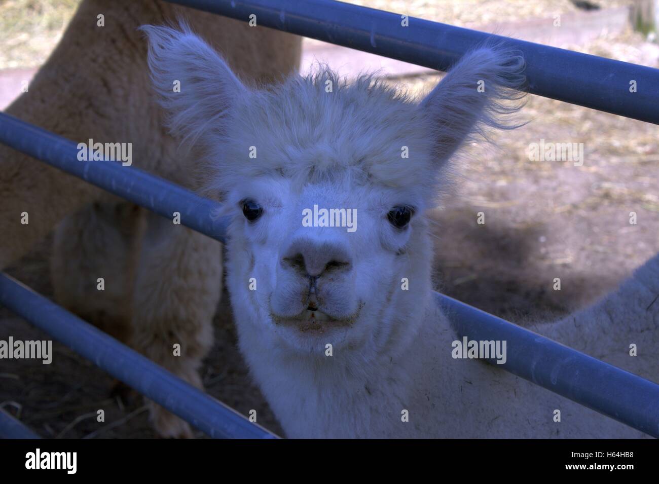 Yong Male Alpaca Peeking Through A Gate To Get A Look Stock Photo - Alamy