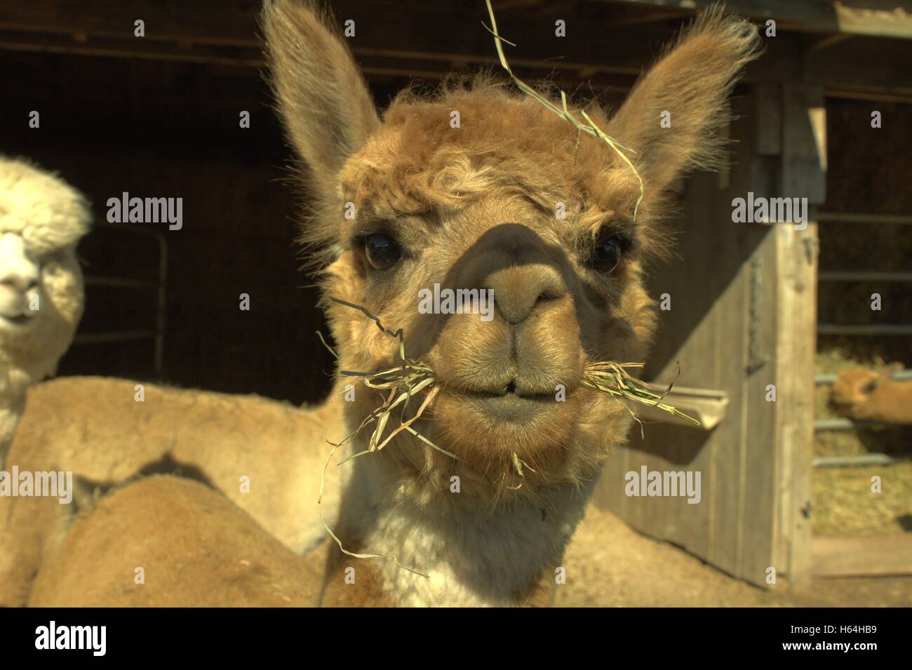 Young Male Alpaca Chewing On Some Hay, Missaukee County, Michigan Stock ...
