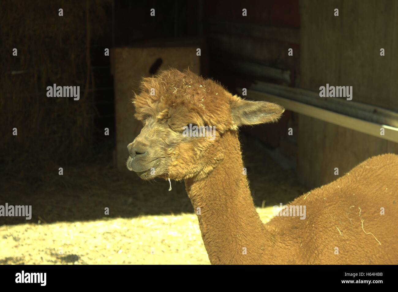 Young Tan Alpaca Stock Photo - Alamy