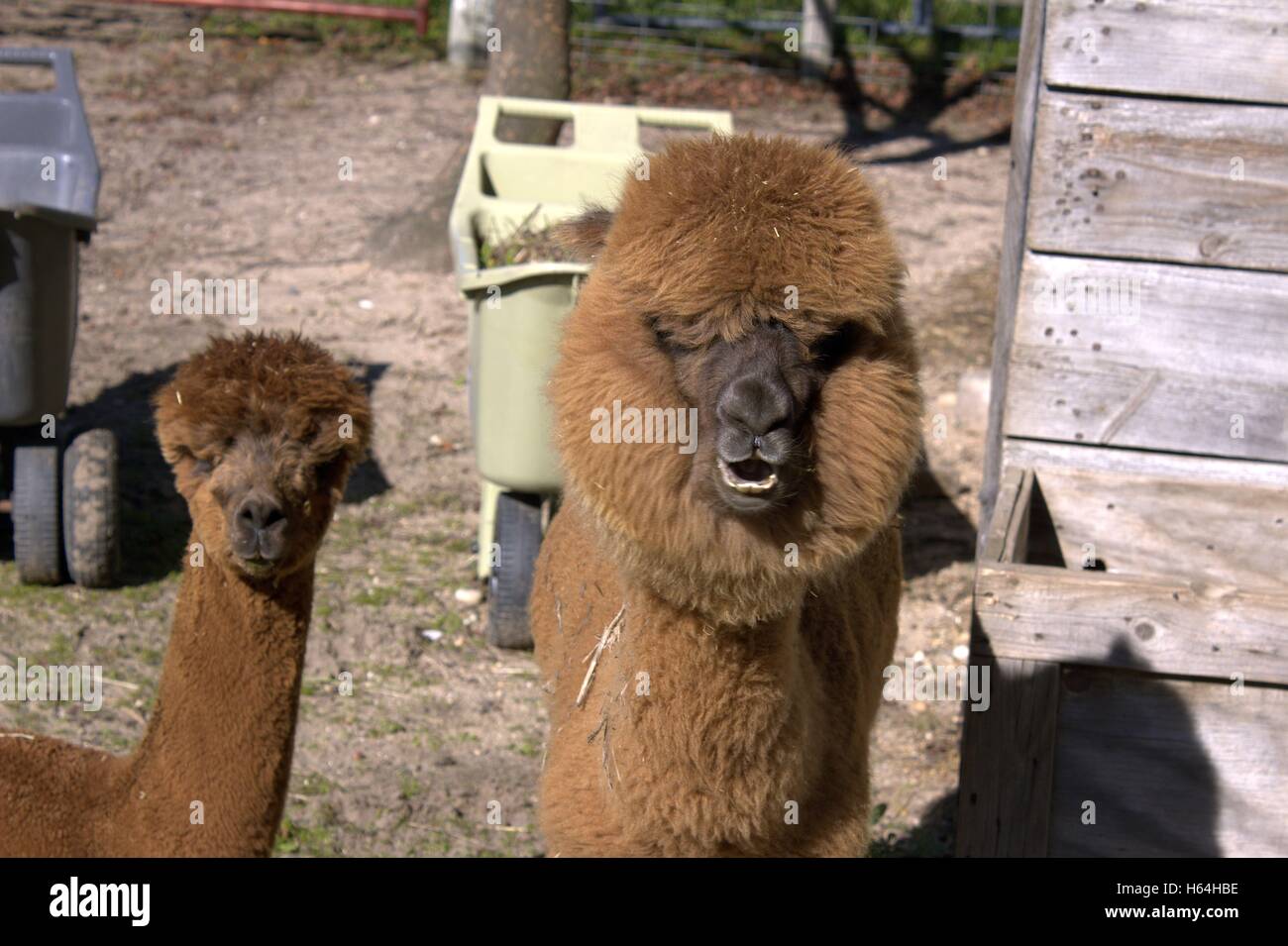 Alpaca Laughing