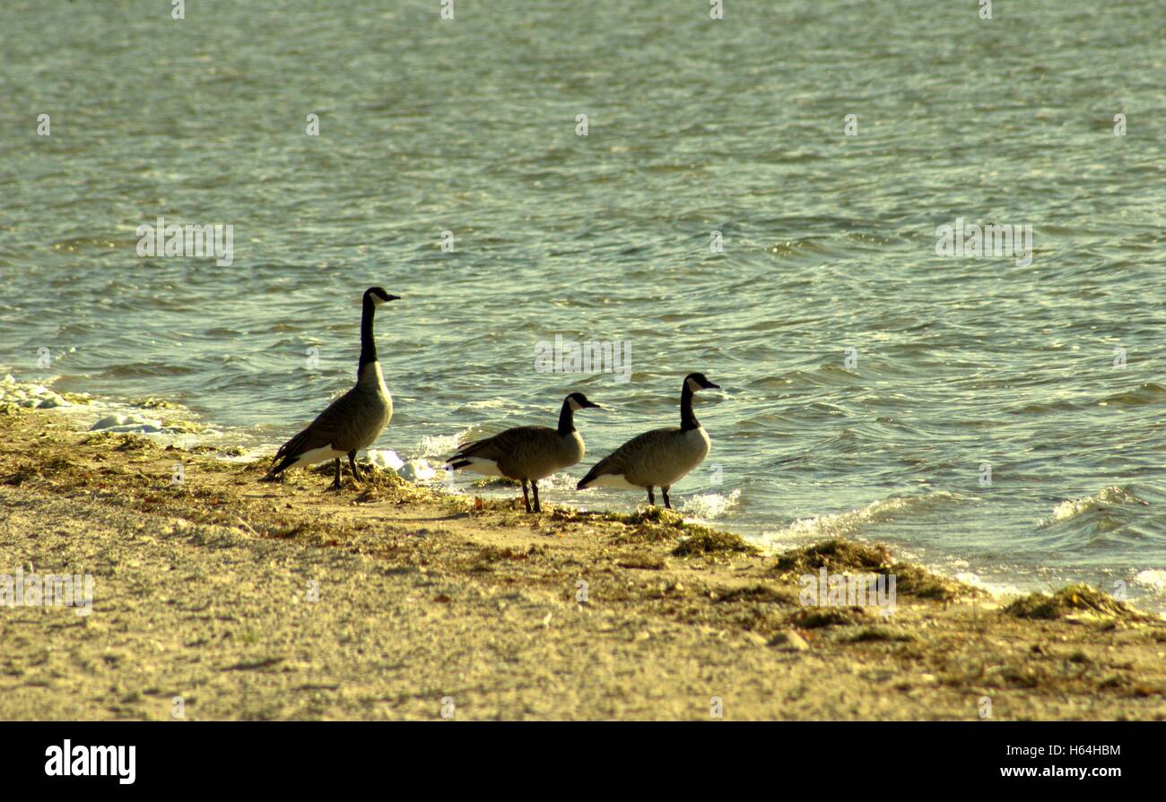 Three geese hi-res stock photography and images - Alamy