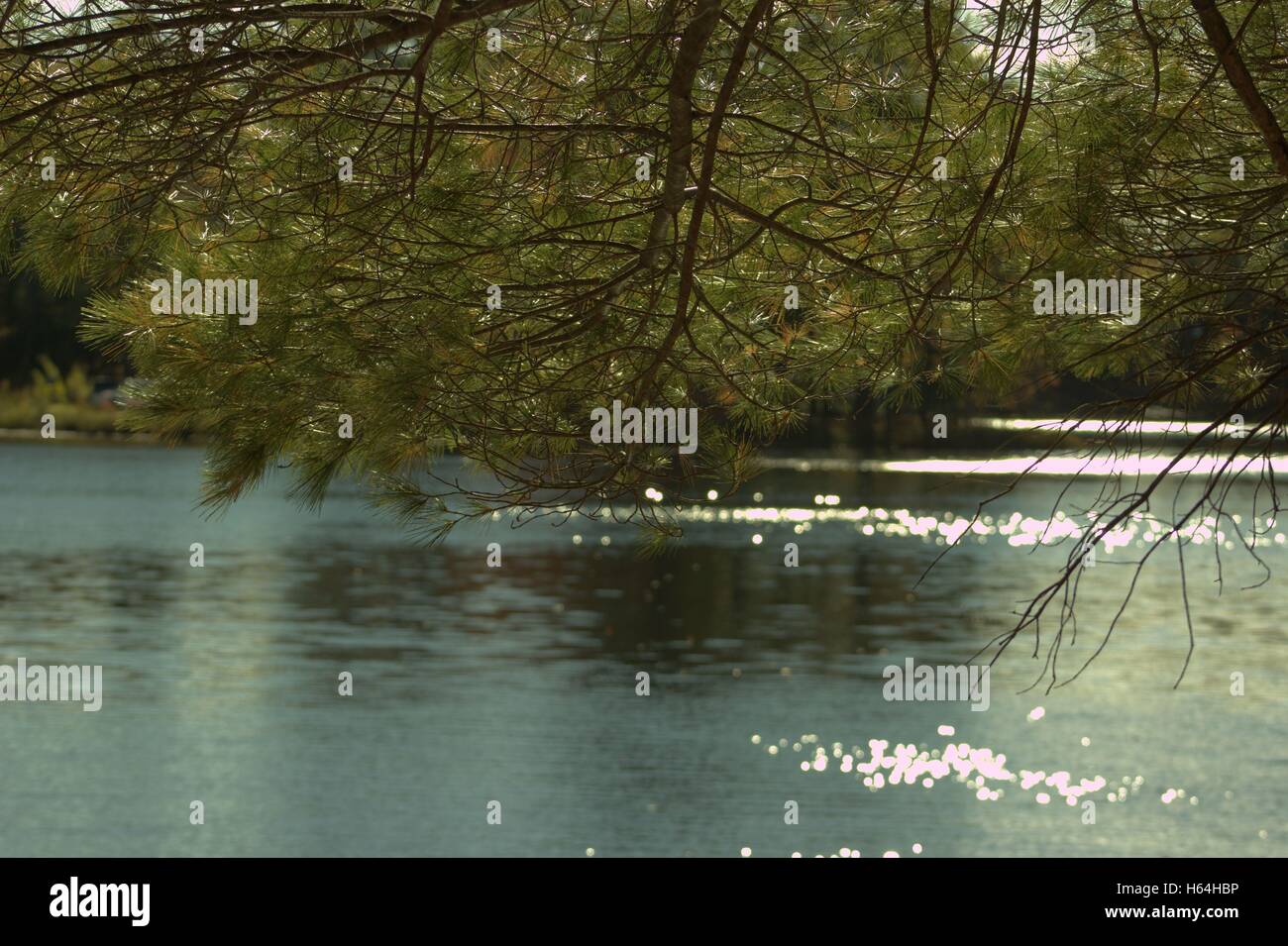 Loon lake hi-res stock photography and images - Alamy