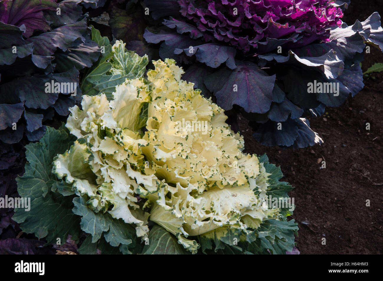 Decorative cabbage in autumn morning in landscape design Stock Photo ...