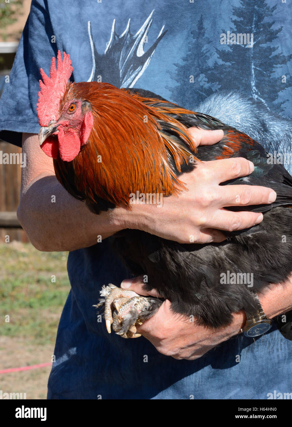 Hands holding Black Copper Marans Rooster Stock Photo - Alamy