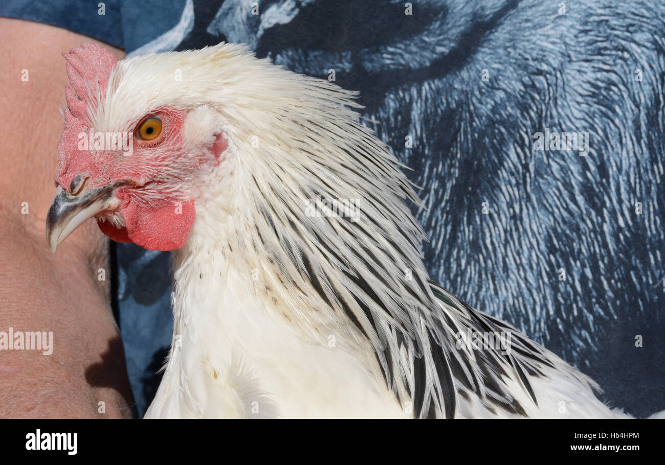 Sussex rooster hi-res stock photography and images - Alamy