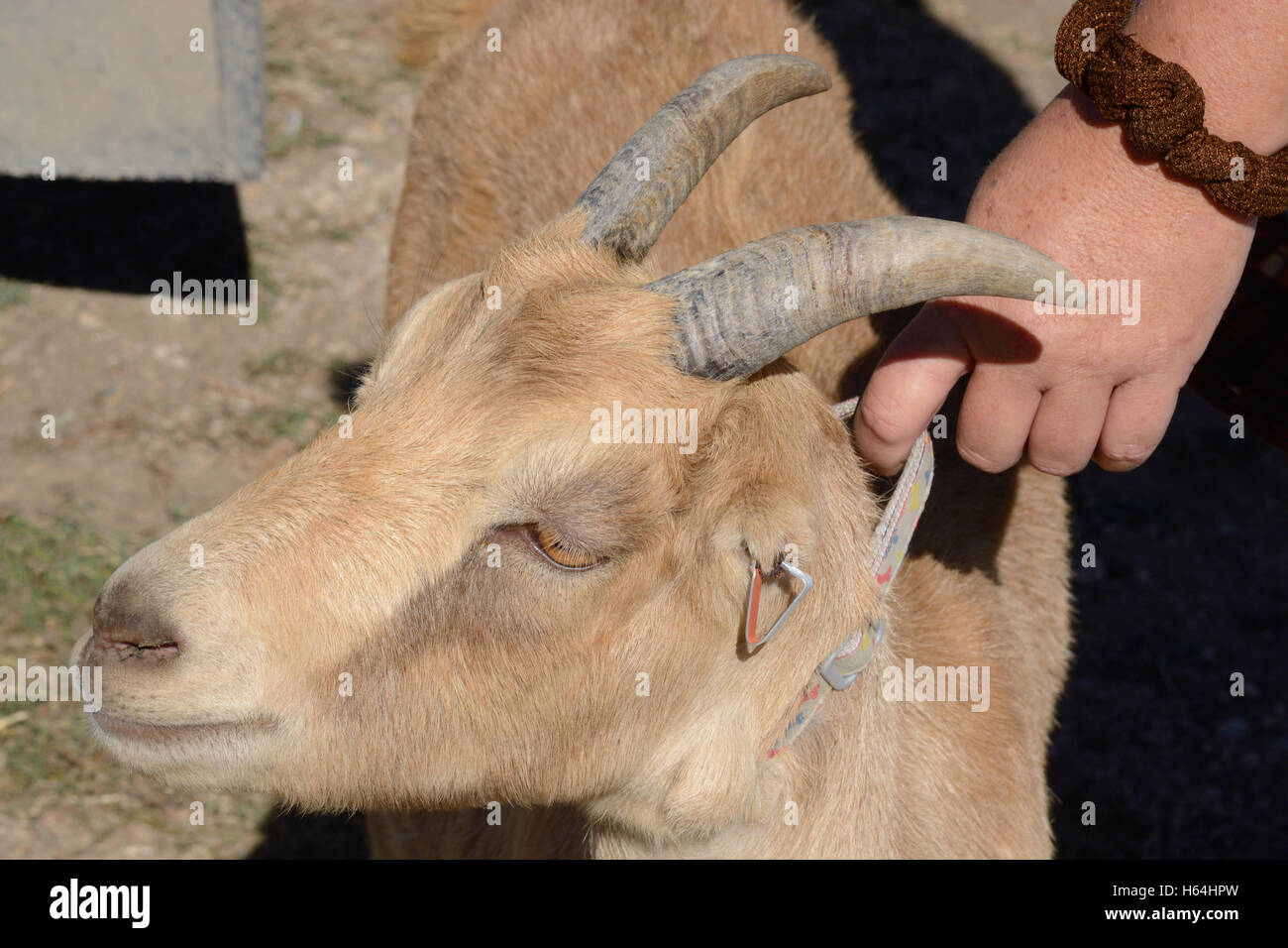 Hand holding Lamancha dairy goat by collar Stock Photo - Alamy