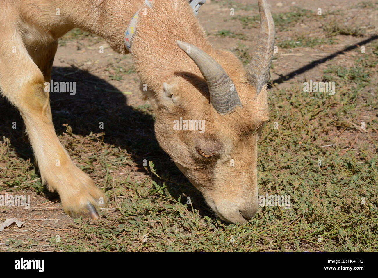 Male Lamancha Goats