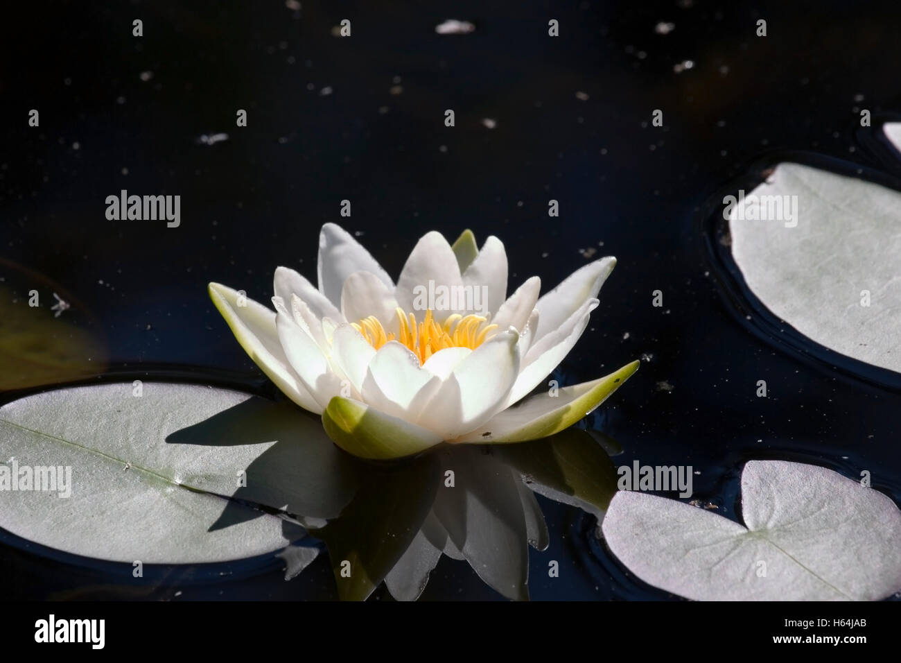 Nymphaea alba, European white water-lily Stock Photo - Alamy