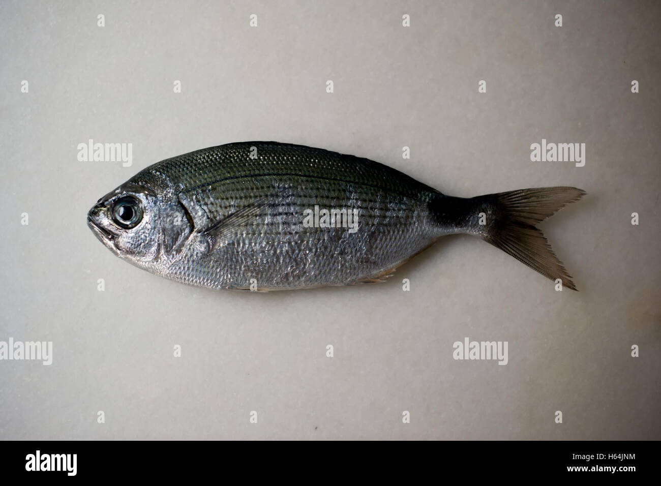 Fresh fish Saddled seabream Stock Photo - Alamy