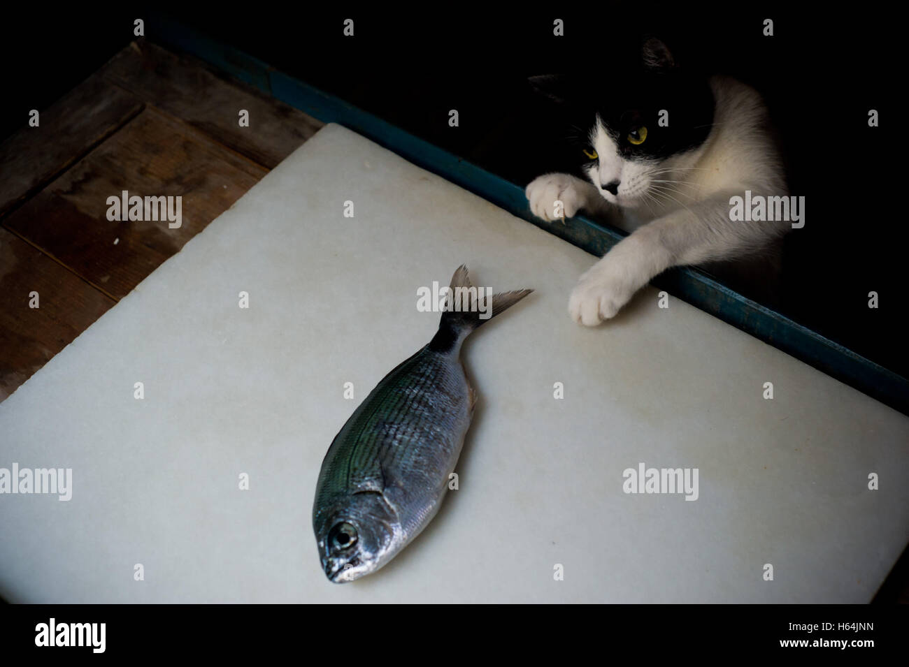 Cat trying to catch a fish Stock Photo - Alamy