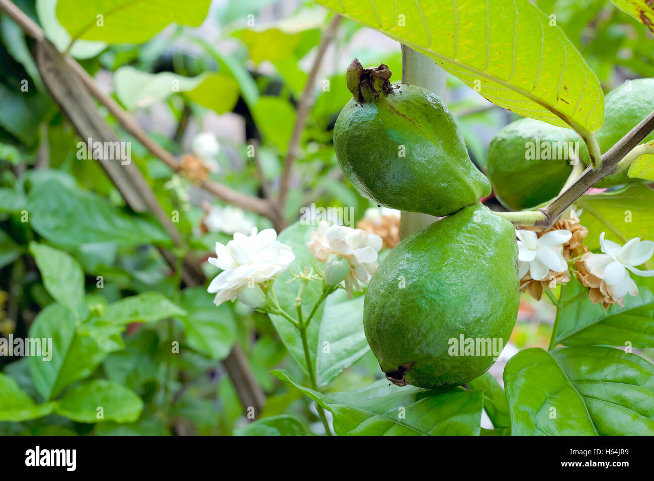 Guava tree hi-res stock photography and images - Alamy