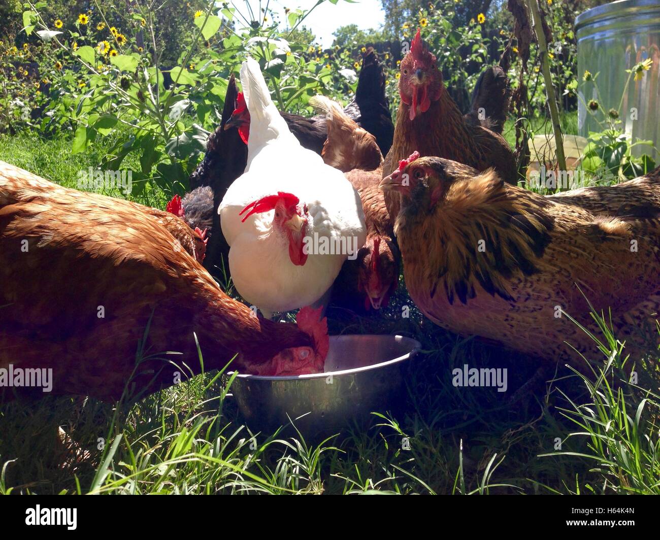 Feeding chickens hi-res stock photography and images - Alamy