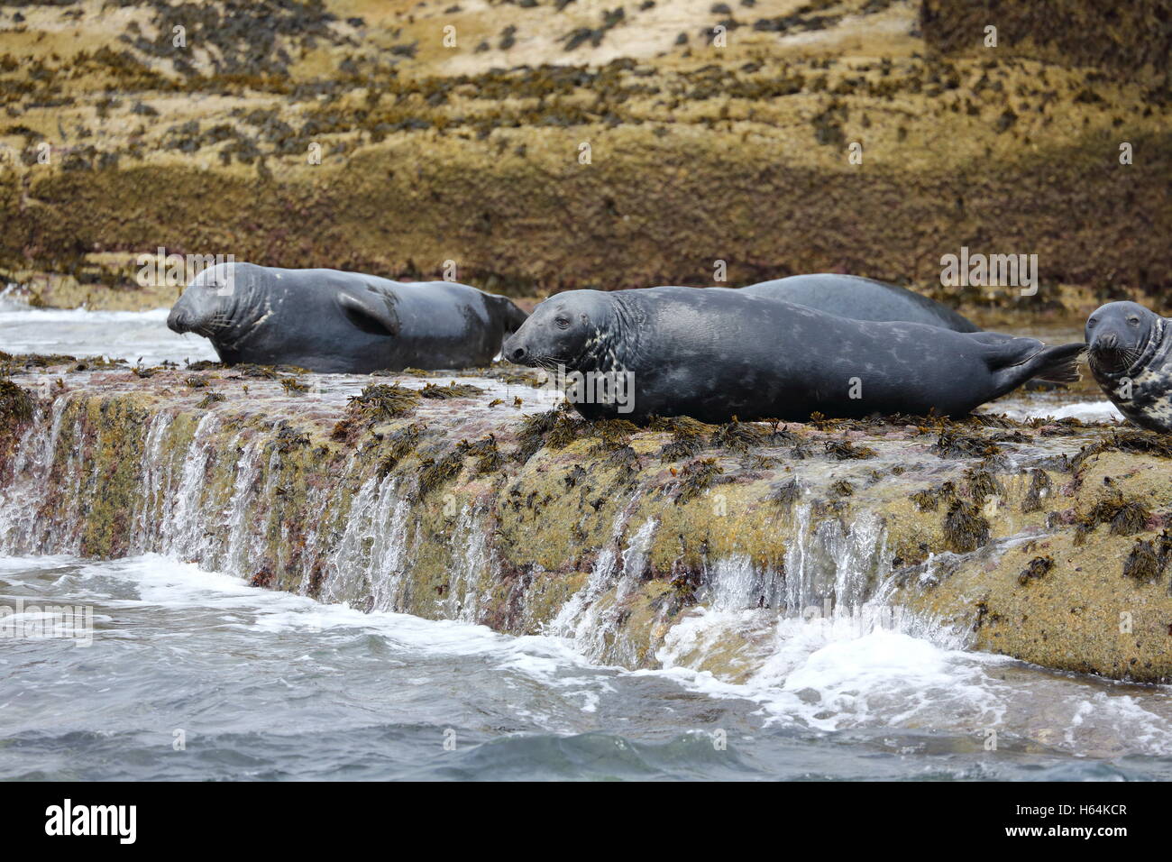 Grey Seals on the Isles of Scilly, Cornwall, UK Stock Photo - Alamy
