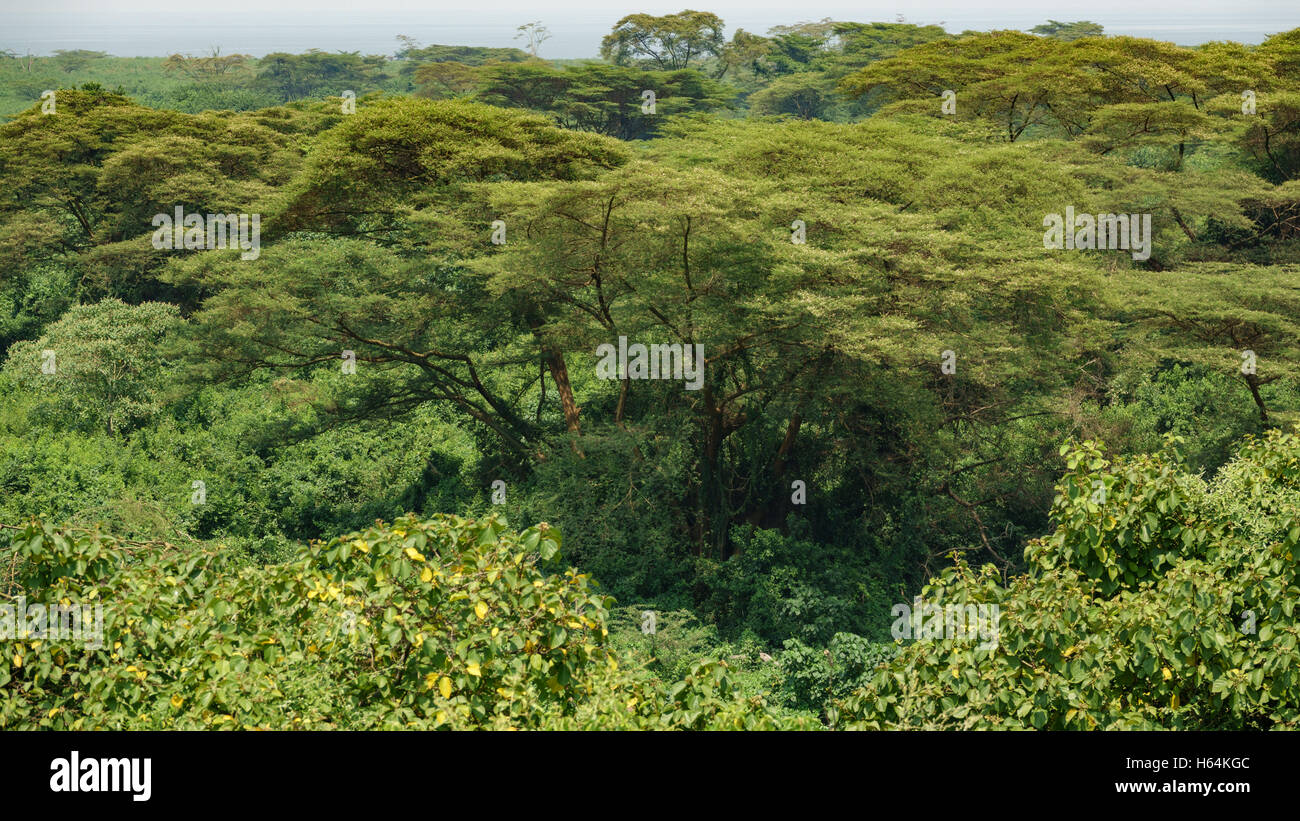 Detailes view of deep forest with trees in Uganda Stock Photo - Alamy