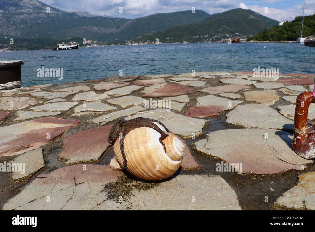 Octopus laying on the white shell outside the water Stock Photo - Alamy