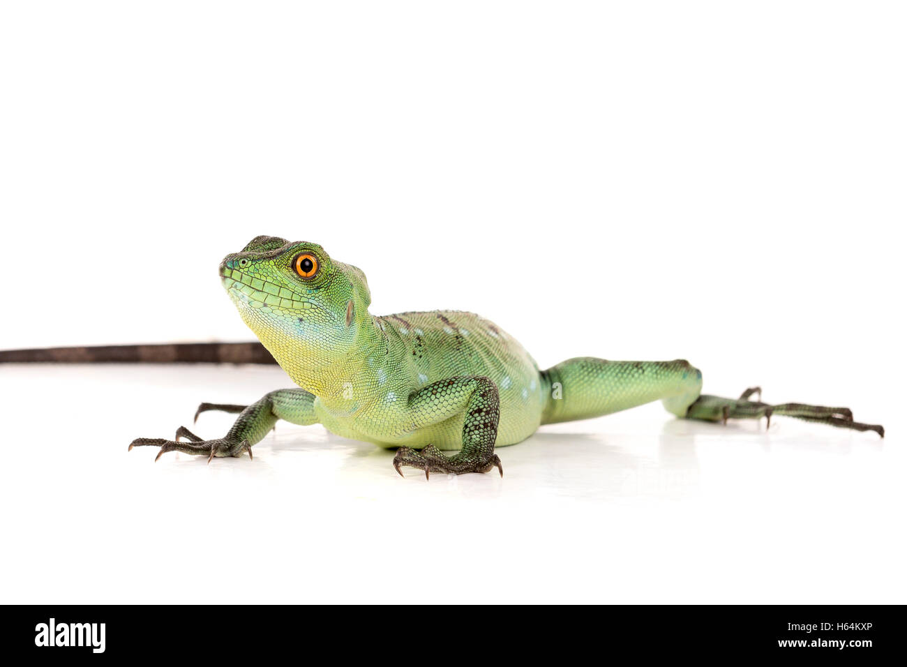 Baby green basilisk isolated in a white background Stock Photo - Alamy