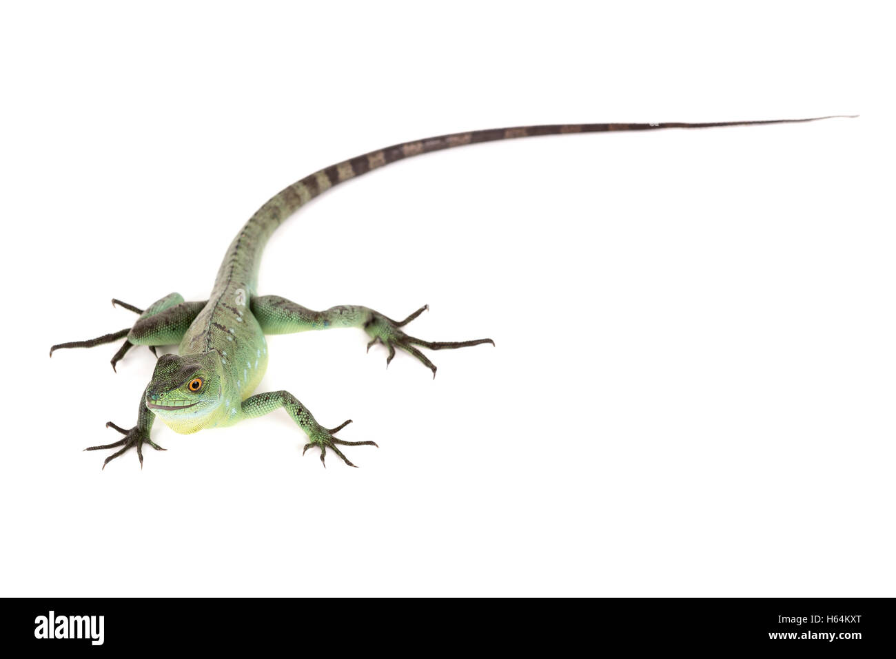 Baby green basilisk isolated in a white background Stock Photo - Alamy