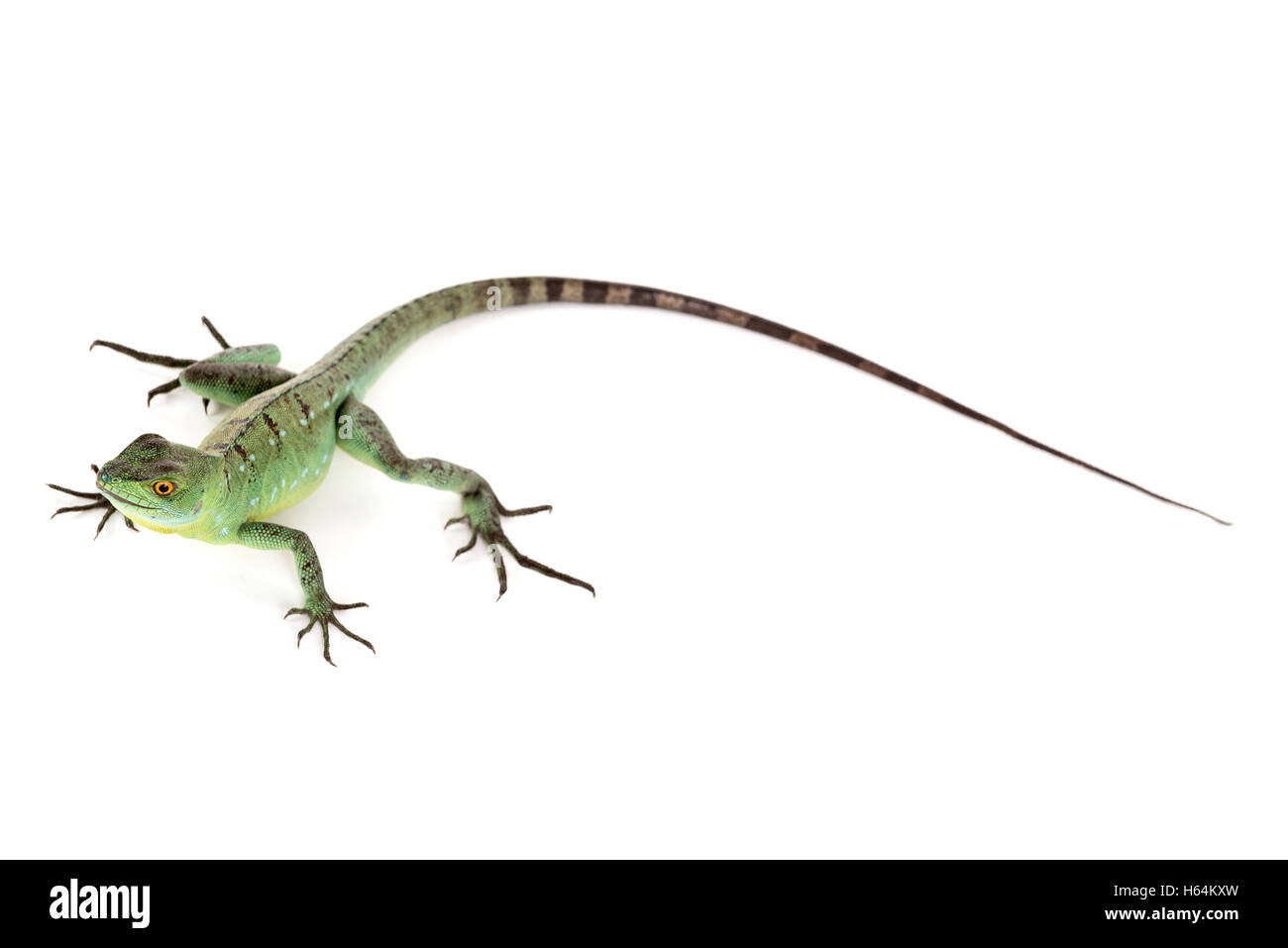 Basilisk Lizard Baby