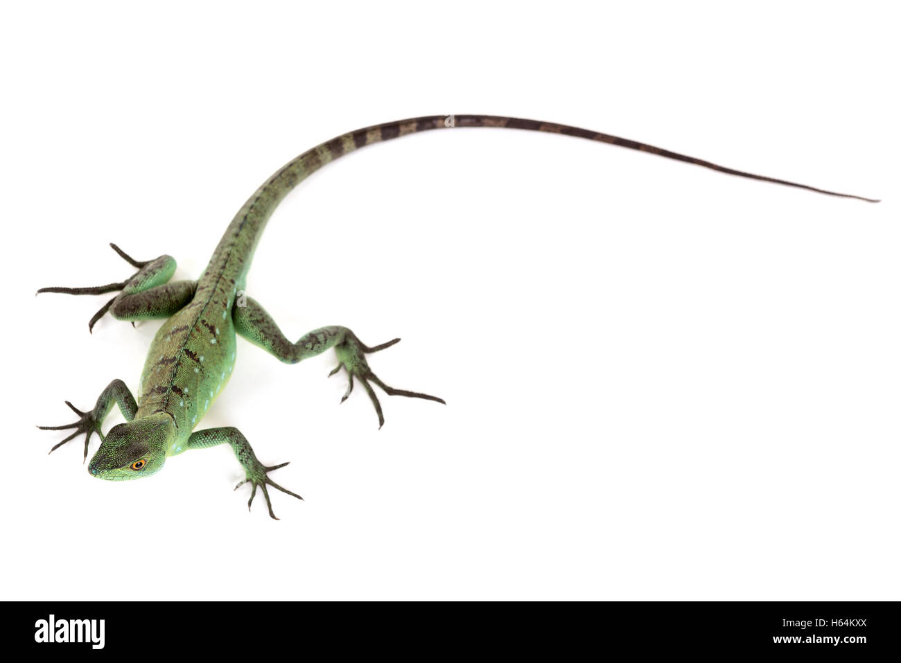 Baby green basilisk isolated in a white background Stock Photo - Alamy