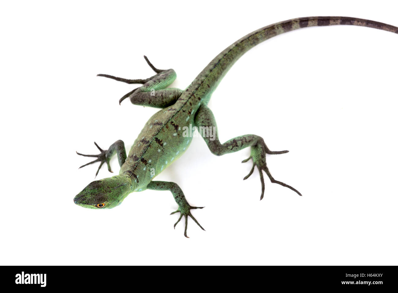 Baby green basilisk isolated in a white background Stock Photo - Alamy