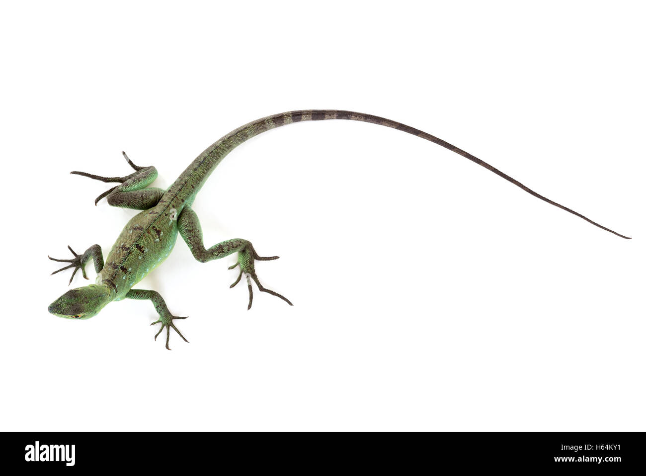 Baby green basilisk isolated in a white background Stock Photo - Alamy