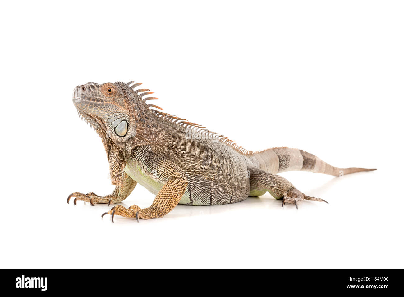 Beautiful Iguana isolated in a white background Stock Photo - Alamy