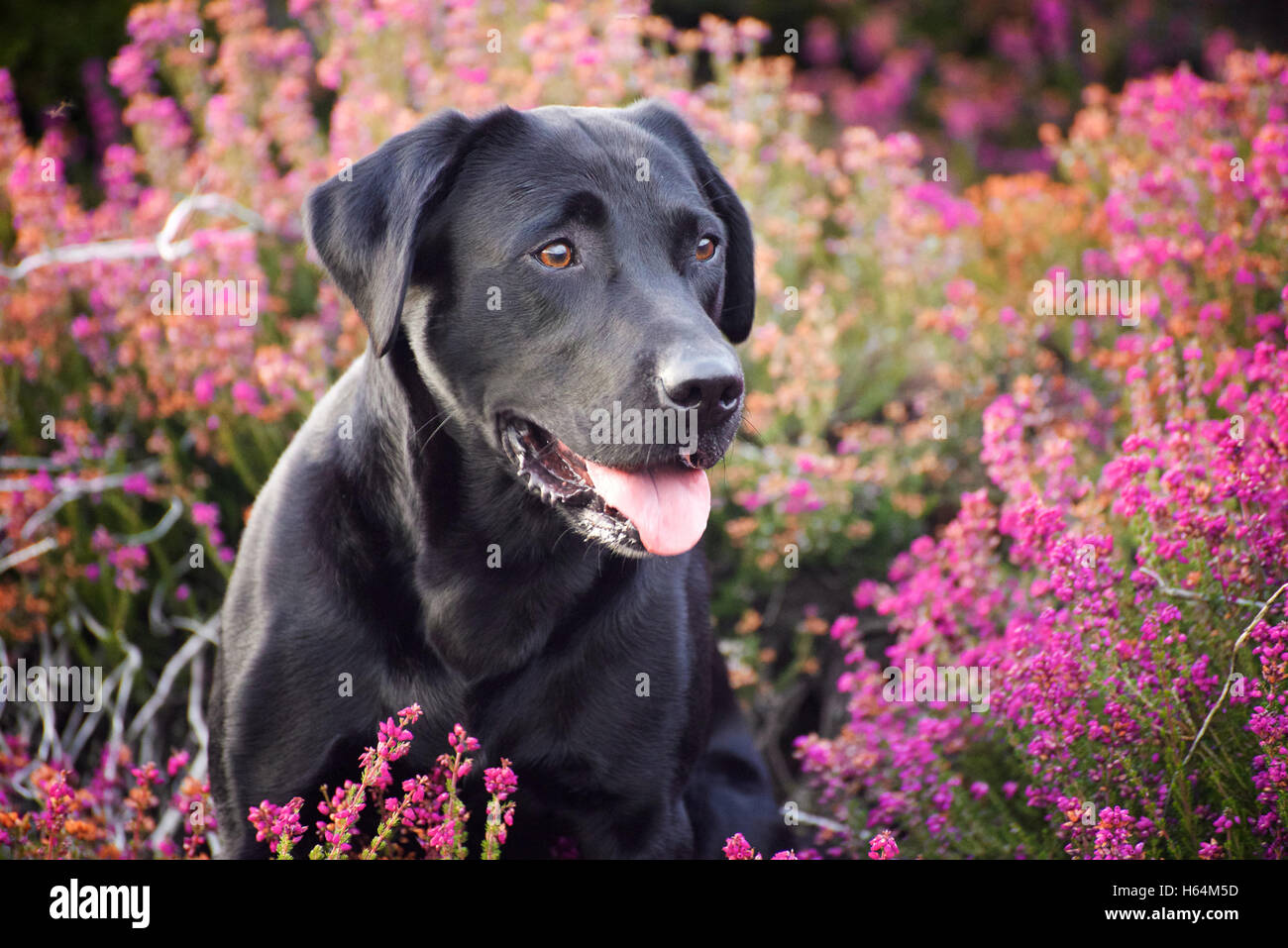 Black Labrador Dog sat in Pink Heather Stock Photo - Alamy