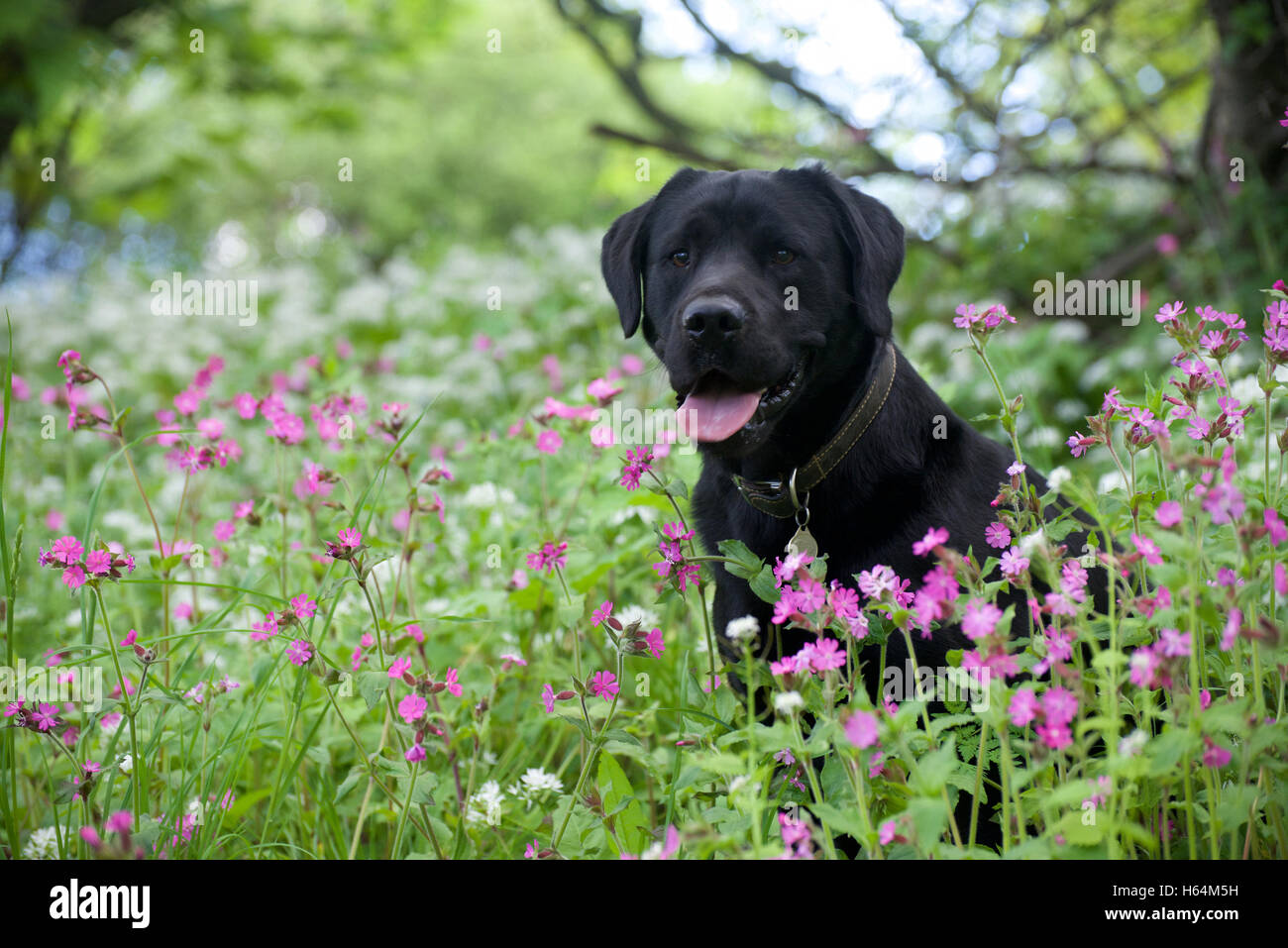 Dog in flowers hi-res stock photography and images - Alamy