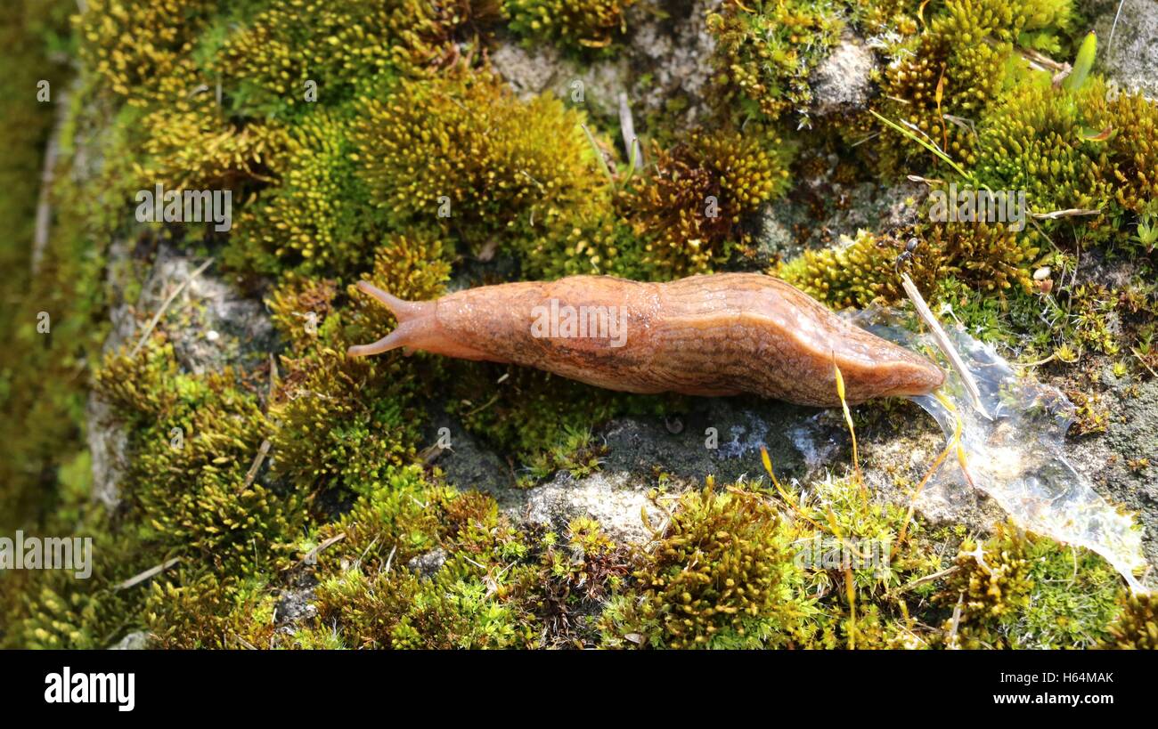 Slug slime hi-res stock photography and images - Alamy