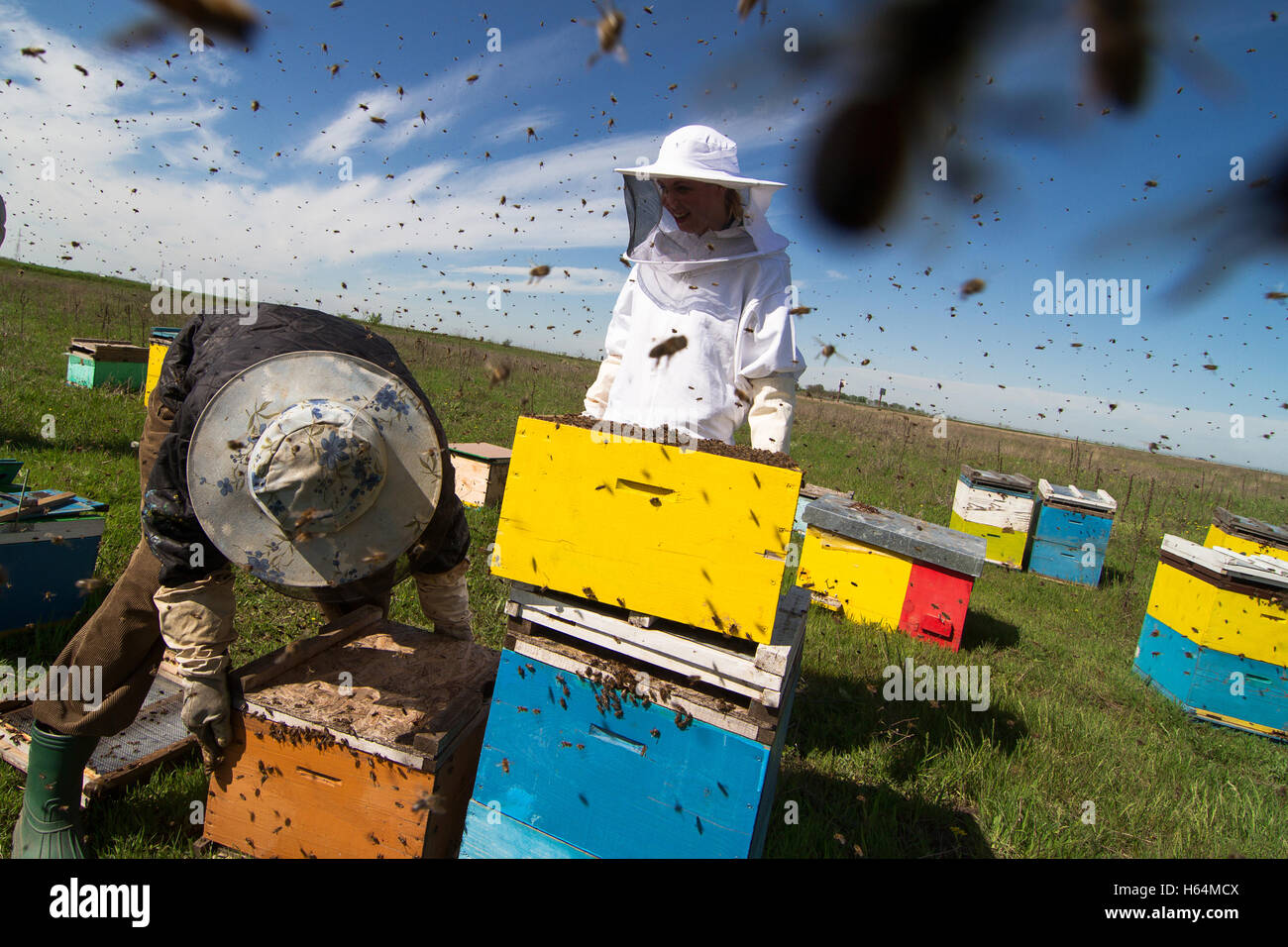 Horizontal photo of beekeepers in white protection working on their bee ...